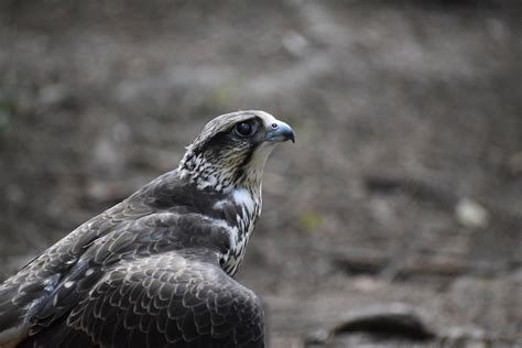 Eagle Hawk Beak Free Photo On Pixabay