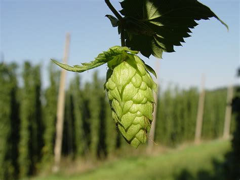 The Importance Of Characterizing Hops In Beer Acs Laboratories