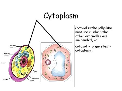 Cell Is W The Cell Basic Unit Of