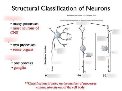 classification of neurons diagram quizlet