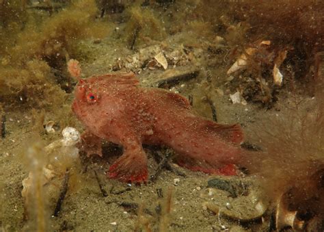 Red462 Handfish Conservation Project