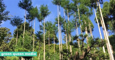 Could Japans Daisugi Technique Save The Global Forestry Industry And The