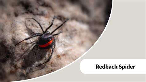 19 Types Of Red Spider Identification With Picture