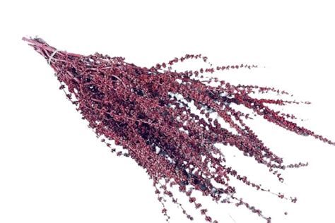 Palank Grass Rot Frosted 1kg 00000182 01