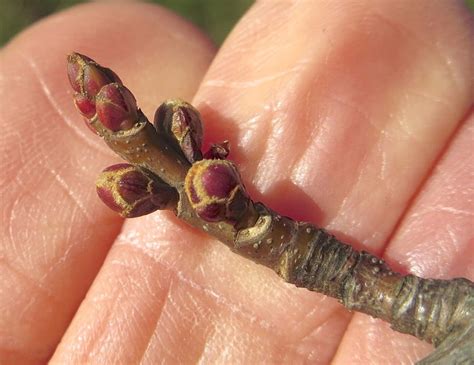 Buds Terminal Tree Guide UK Tree Identification By Terminal Bud