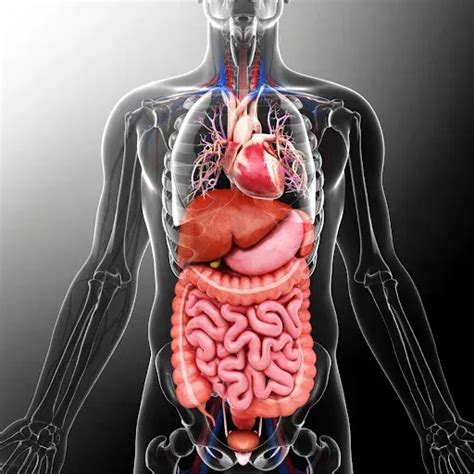 Detoxing Microplastics Effective Strategies To Support Your Body
