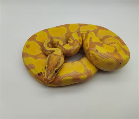 Coral Glow Banana Enchi Het Pied Ball Python By Mighty Morpher Reptiles Morphmarket