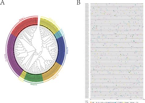 The Phylogenetic And Cis Elements Analysis Of Pnwrky Genes A Pnwrky