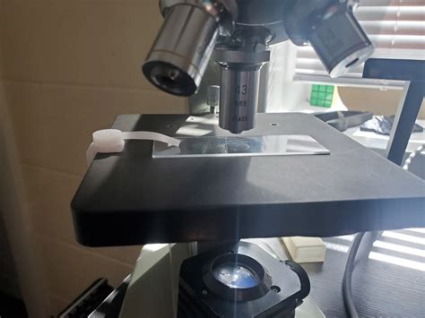 What Is The Function Of Slide Holder In Microscope At Terry Hanson Blog
