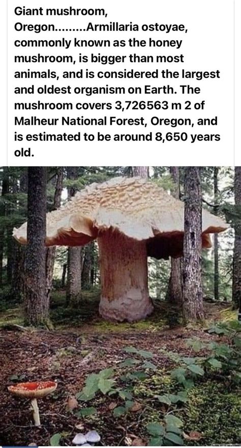 The Giant Honey Mushroom Worlds Largest Living Object