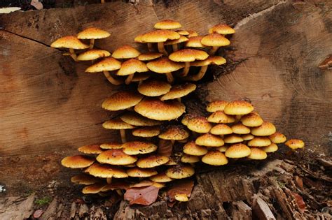 Pholiota Adiposa Svampguiden