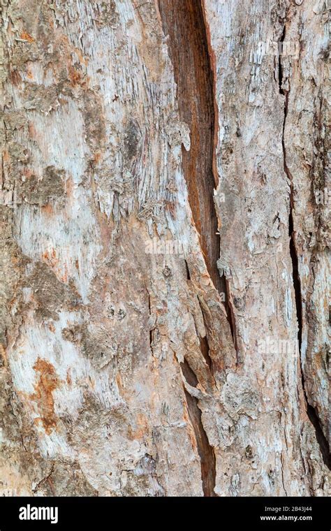 Tree Trunk Nature Bark Texture Pattern Wood For Background Image