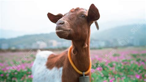 Black Animal Grass Mammal Close Up Sheep Powerpoint Background For Free Download Slidesdocs Black Animal Grass Mammal Close Up Sheep Powerpoint Background For Free Download Slidesdocs