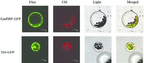 Subcellular Localization Of The Gmprp Gfp Fusion Protein Arabidopsis Download Scientific