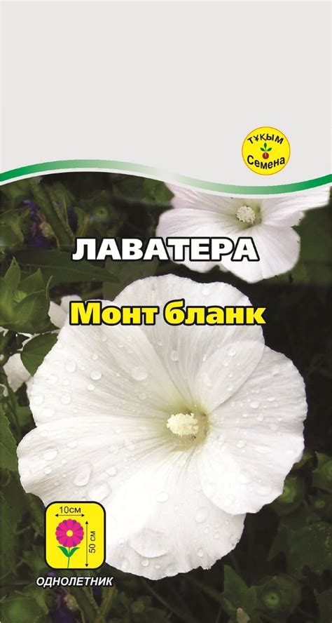 Лаватера монт бланк (92 фото) - фото - картинки и рисунки: скачать ...