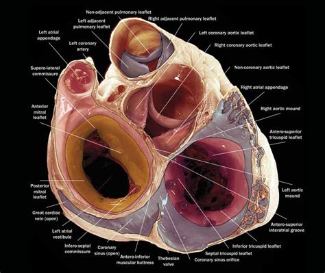Juan Olivello Juan Md On Linkedin The Coronary Sinus Is Located