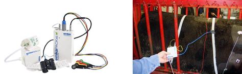 Using Wireless Telemetry For Cattle