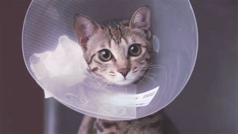 Spots Available For Cat Desexing Bendigo Times