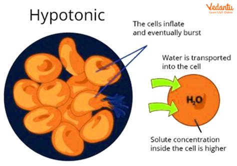 Hypotonic Definition And Examples Biology Online Dictionary