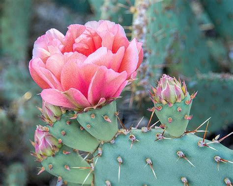 Pink And Cactus Flower At Priscilla Scott Blog