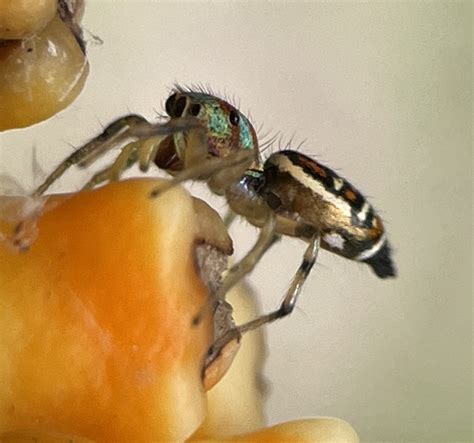 North Queensland Jumping Spider From Craven Cl Port Douglas Qld Au