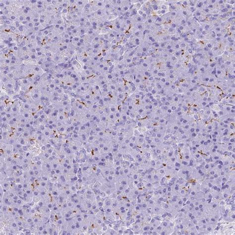 Rabbit Polyclonal Anti Ovgp1 Antibody Buy For Research Highly