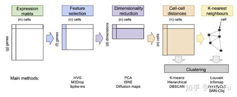 单细胞测序数据的降维方法及细胞亚型鉴定聚类方法总结 知乎