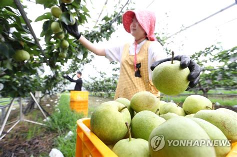 전남 나주시 배 슈퍼골드 품종 수확 시작 연합뉴스