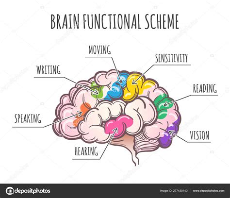 Brain Functional Areas Chart Understanding Context A Look At The