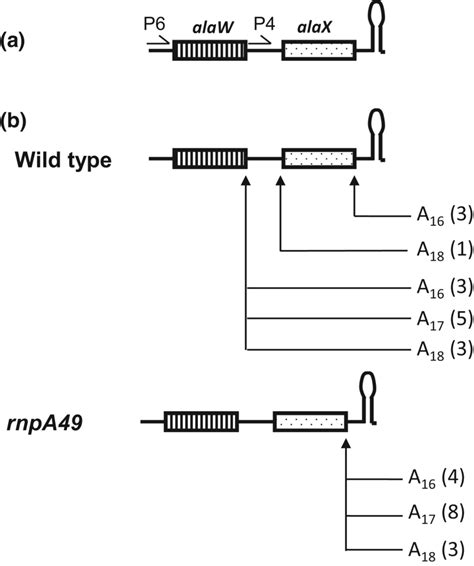 Determination Of The Length And Location Of The Polya Tails Attached
