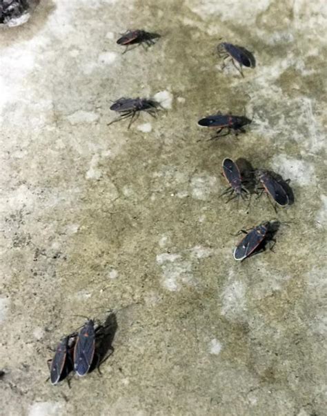 California Towns Invaded By Flying Bugs ‘theyre In Everything The