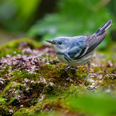 Cerulean Warbler Species At Risk In The Land Between