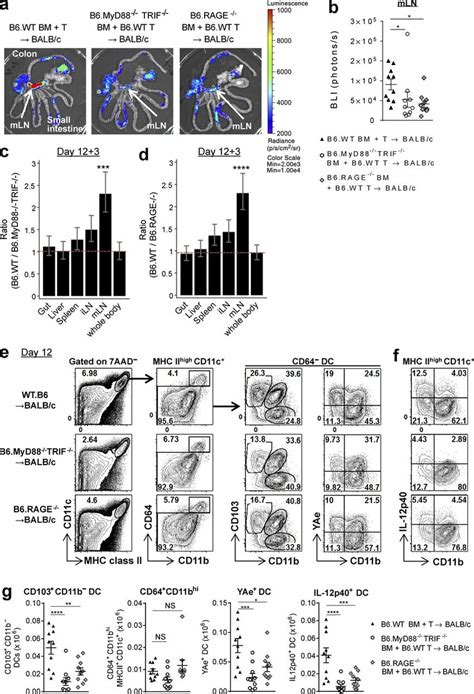 Damppamp Signals Drive Alloantigen Presentation By The Donor Download Scientific Diagram