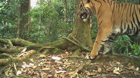 Sumatran Tiger Habitat Loss