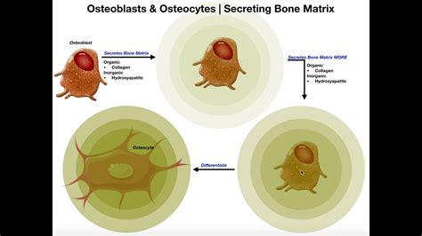 Functions Of Osteoblasts And Osteocytes Organization Of The Osteon