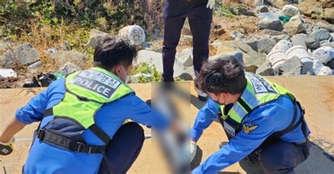 전남 고흥 해안서 상괭이 사체올해만 38구 발견