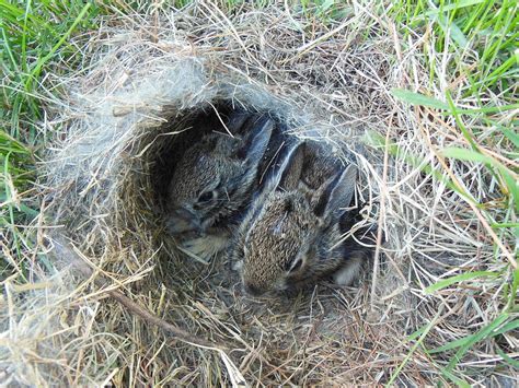 Two Baby Bunnies In A Warren Photograph By Only A Fine Day Fine Art America