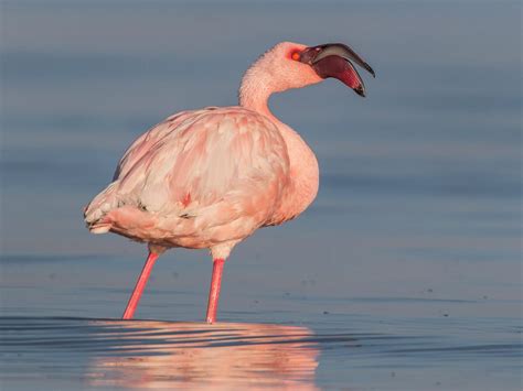 Lesser Flamingo Ebird