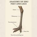 The Power Beneath Importance And Anatomy Of Emu Feet And Legs Gypsy