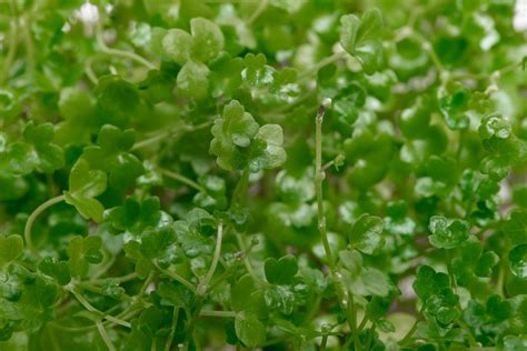 Hydrocotyle Tripartita Mini Shop Tissue Culture Plants Glass Aqua