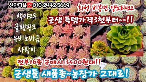 군생들 새다육 농장가그대로 득템하세요 3천부터~7천원고급종 전부16종구매시 3400원대로 구매 백야2두 예쁜글램