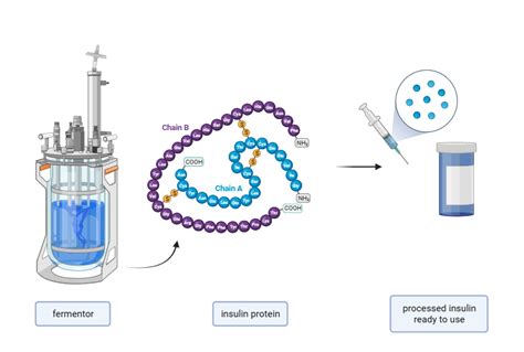 The Evolution Of Health Unraveling The Story Of Genetic Engineering In