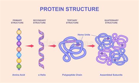 Levels Of Protein Structure Educational Biology Infographics Showing