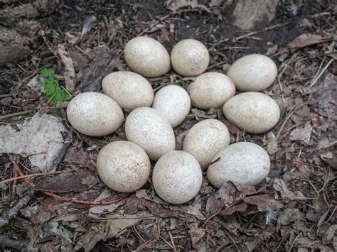 Wild Turkey Nesting Behavior Eggs Location Birdfact
