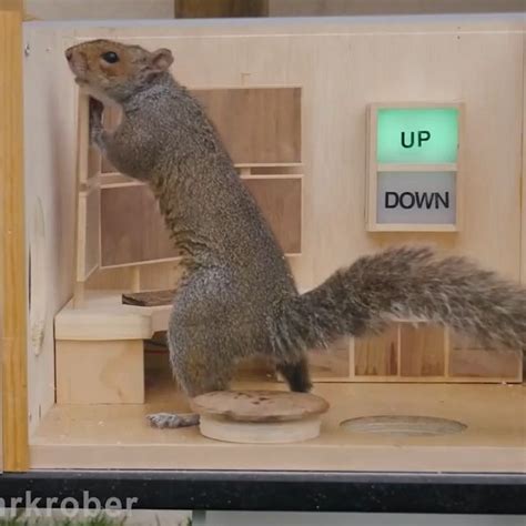 Mark Rober Backyard Squirrel Maze 2 0 The Walnut Heist In 2022 Squirrel Mark Rober Backyard