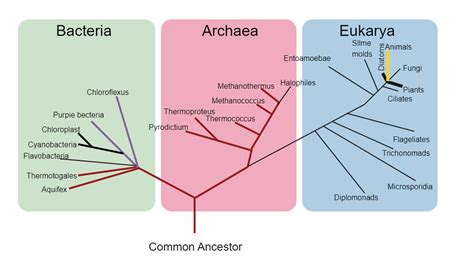 Phylogenetic Tree Artofit