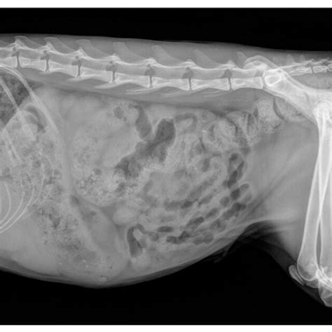 Right Lateral Radiograph Of A Six Month Old Cat Infected With