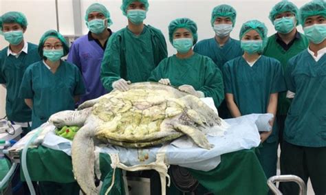 Dying Turtle From Wishing Fountain Which Swallowed Over 915 Coins Gets