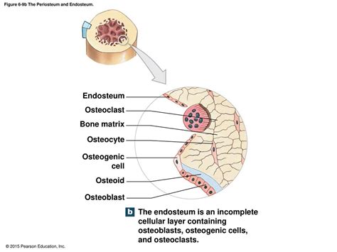 © 2015 Pearson Education Inc Ppt Download