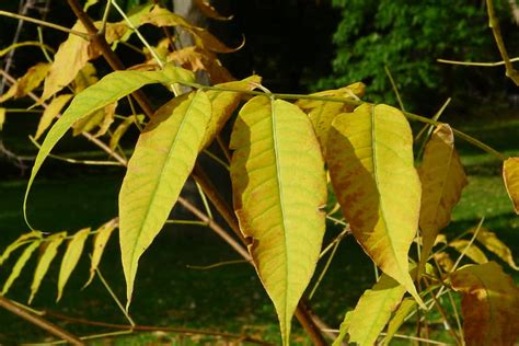 Phellodendron Amurense Identification Health Benefits Uses Invasive